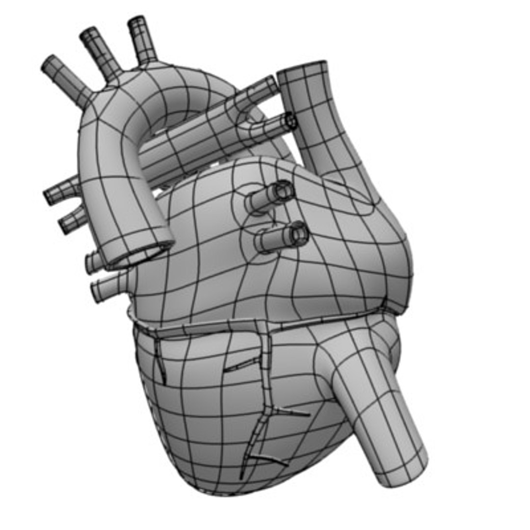 3d Human Heart