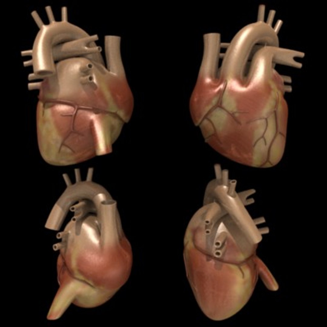 3d Human Heart