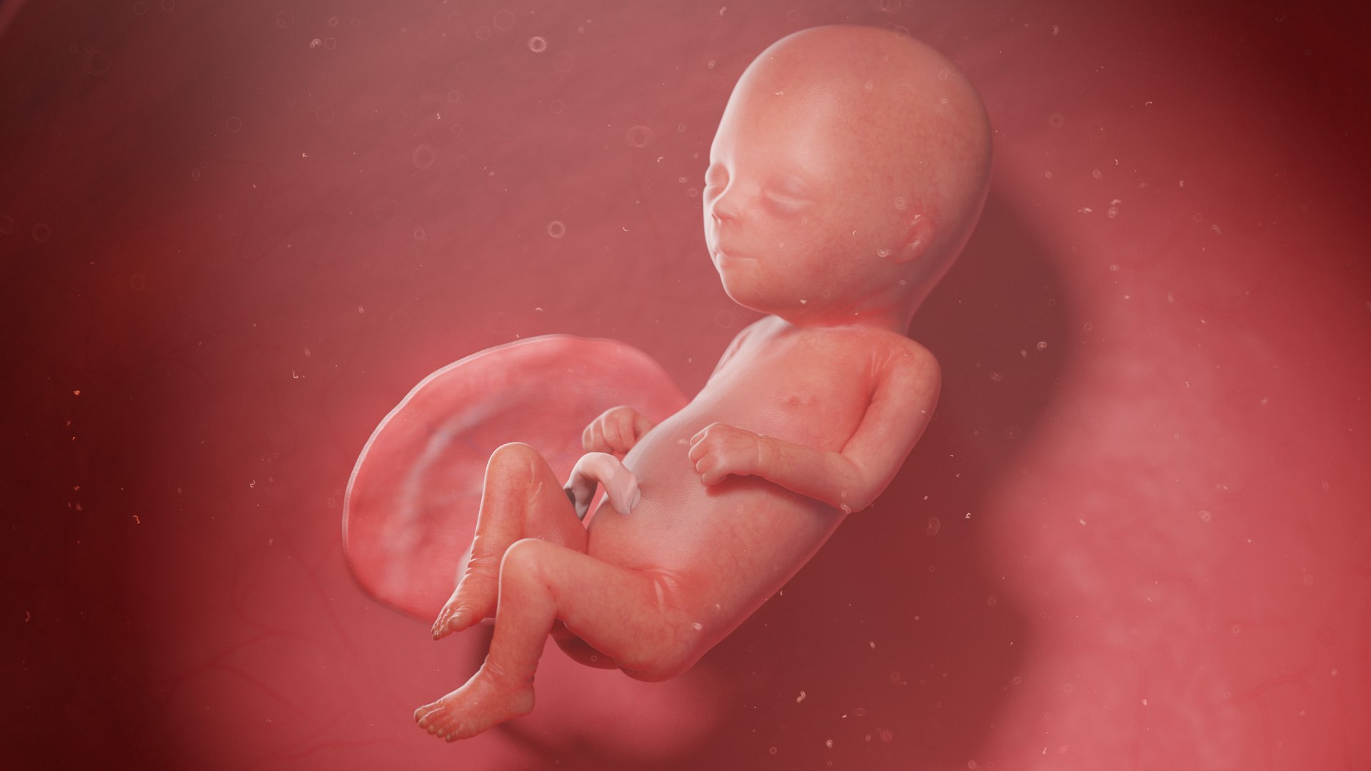 Fetus Anatomy Week 16 Static 3D - TurboSquid 1843953