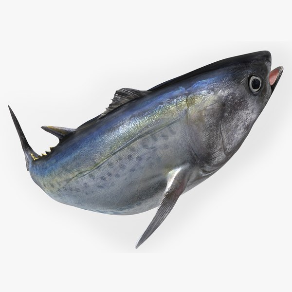 TUNA FISH Rigged L1561 model - TurboSquid 1817058