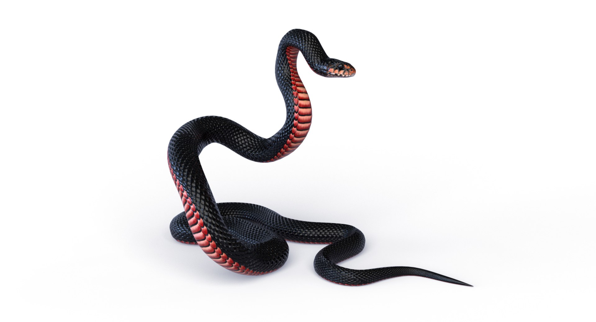 3D Red Bellied Black Snake - Rigged Model - TurboSquid 1774522