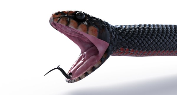 3D Red Bellied Black Snake - Rigged model - TurboSquid 1774522
