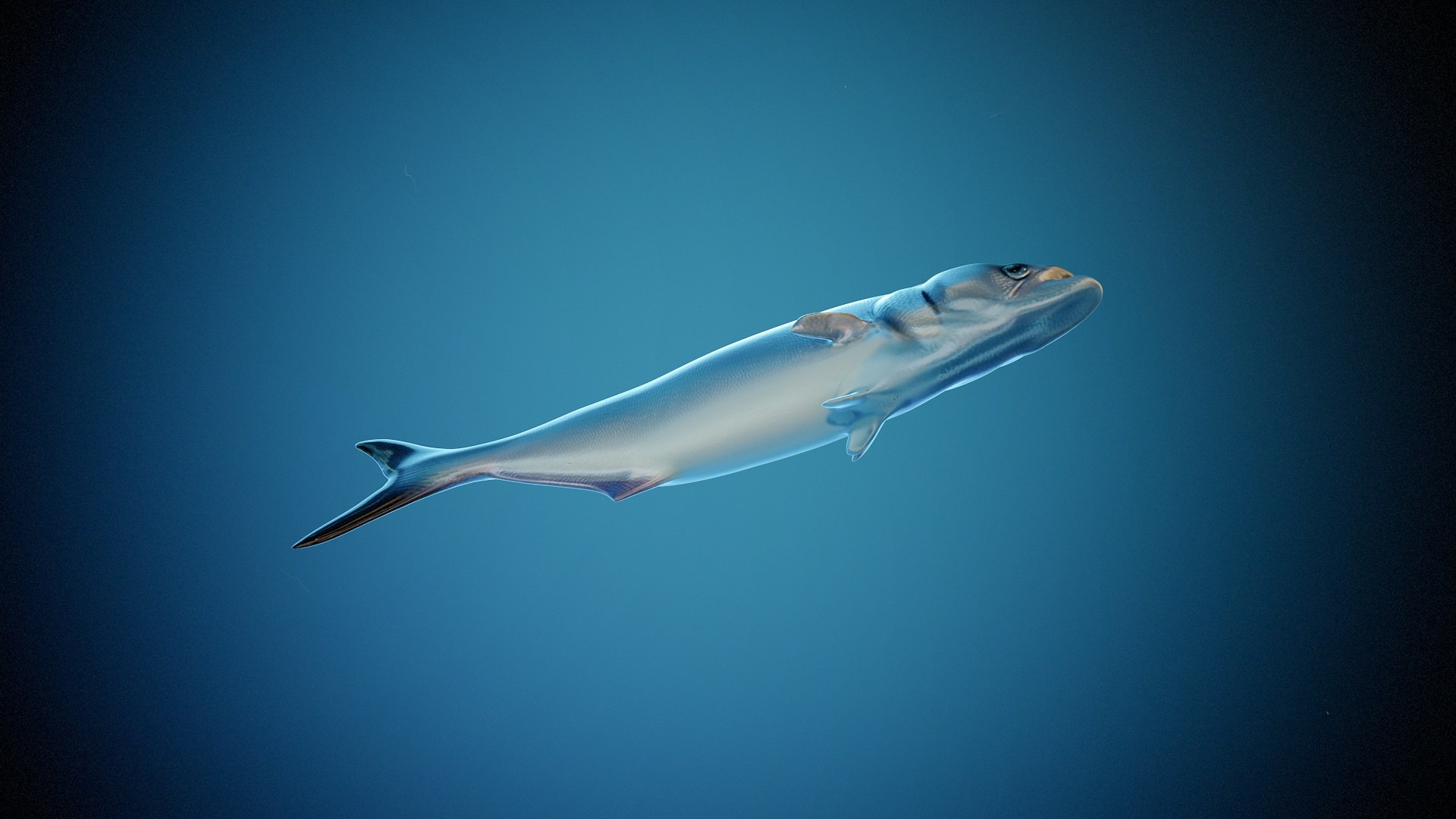 Fish2 Model - TurboSquid 2352007