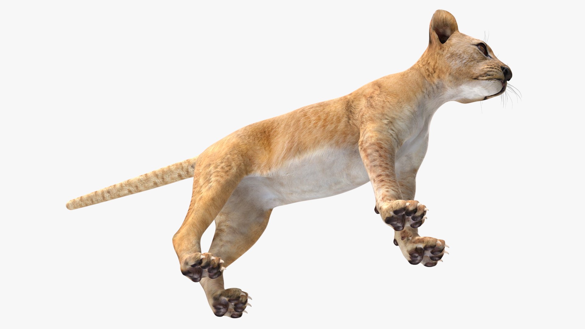 3D Model Lion Cub Rigged - TurboSquid 2335671