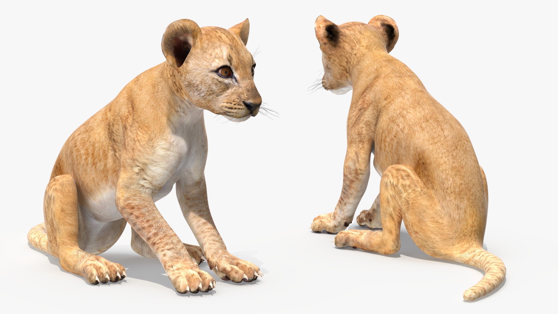 3D Model Lion Cub Rigged - TurboSquid 2335671