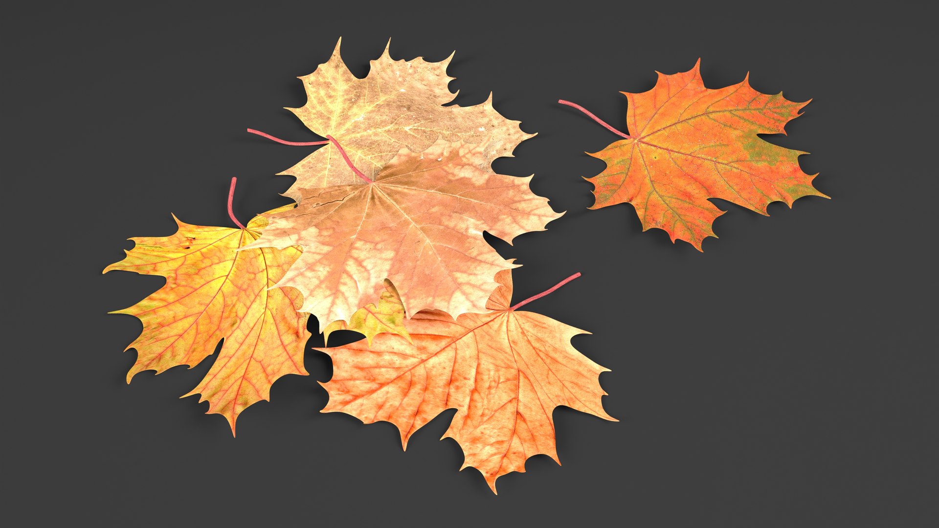 3D Model Maple Autumn Fall Leaves - TurboSquid 2086690