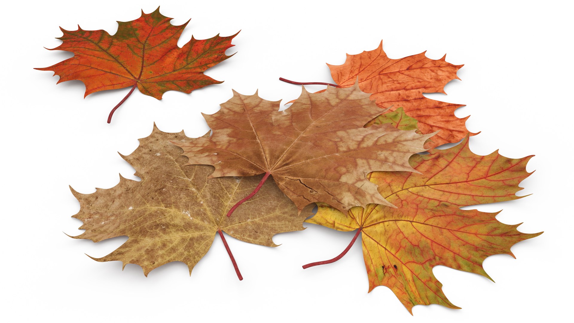 3D model Maple Autumn Fall Leaves - TurboSquid 2086690