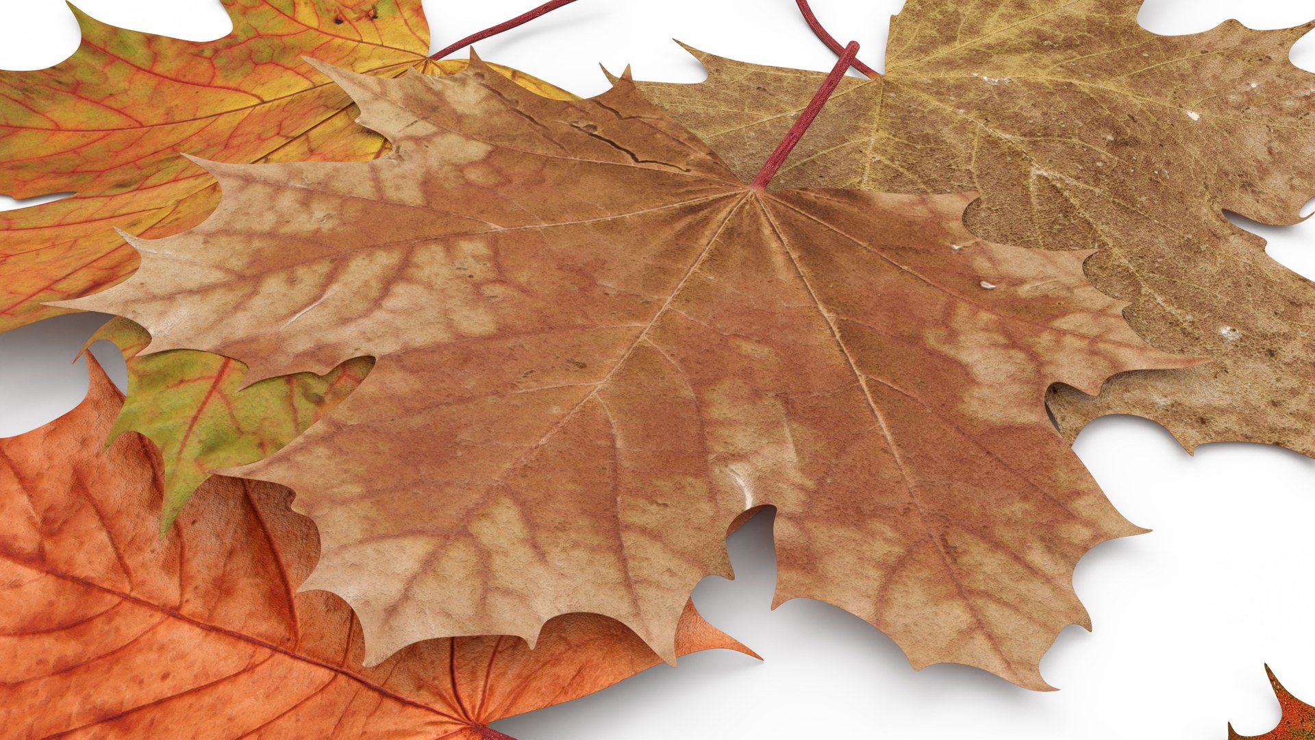 3D Model Maple Autumn Fall Leaves - TurboSquid 2086690