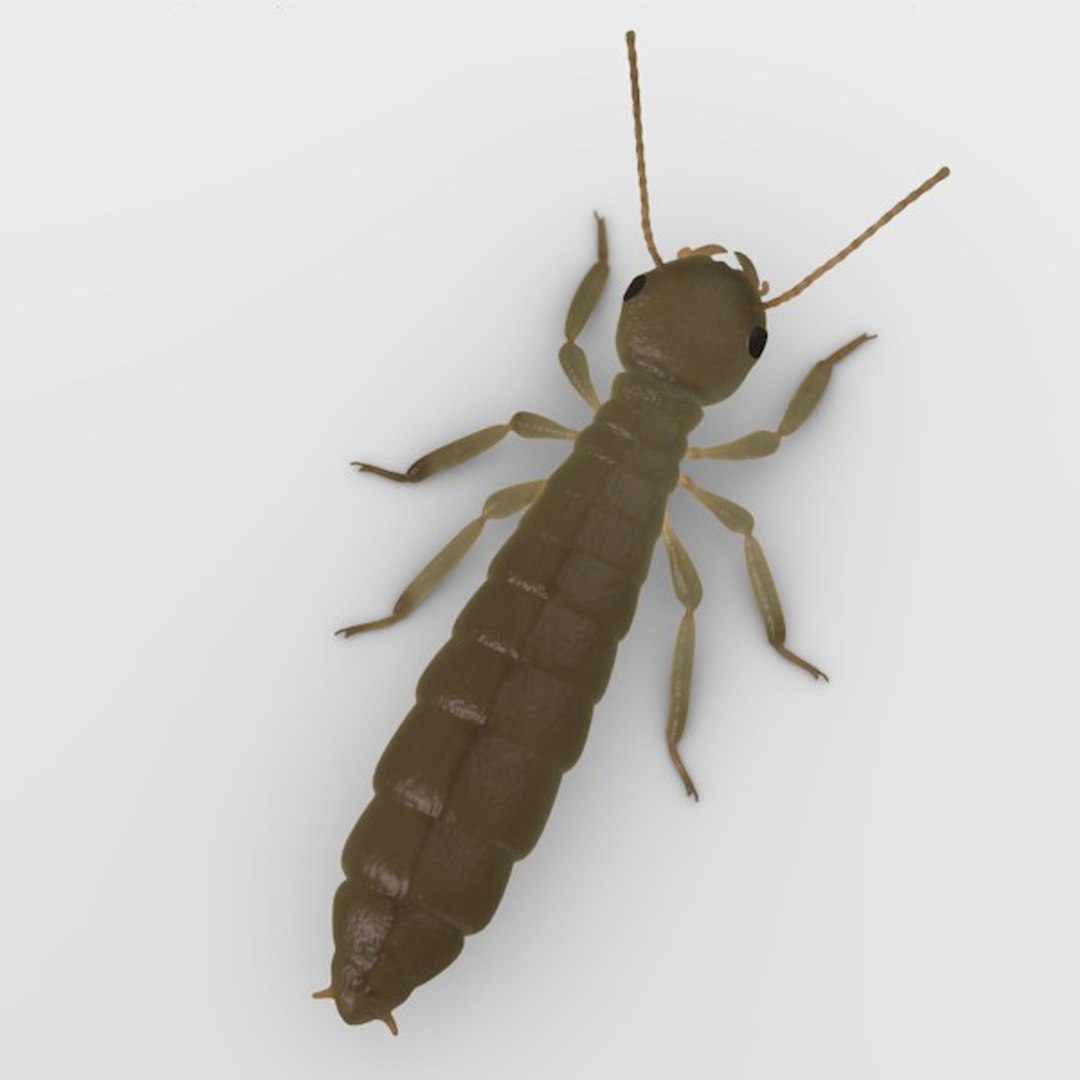 3d model of termite