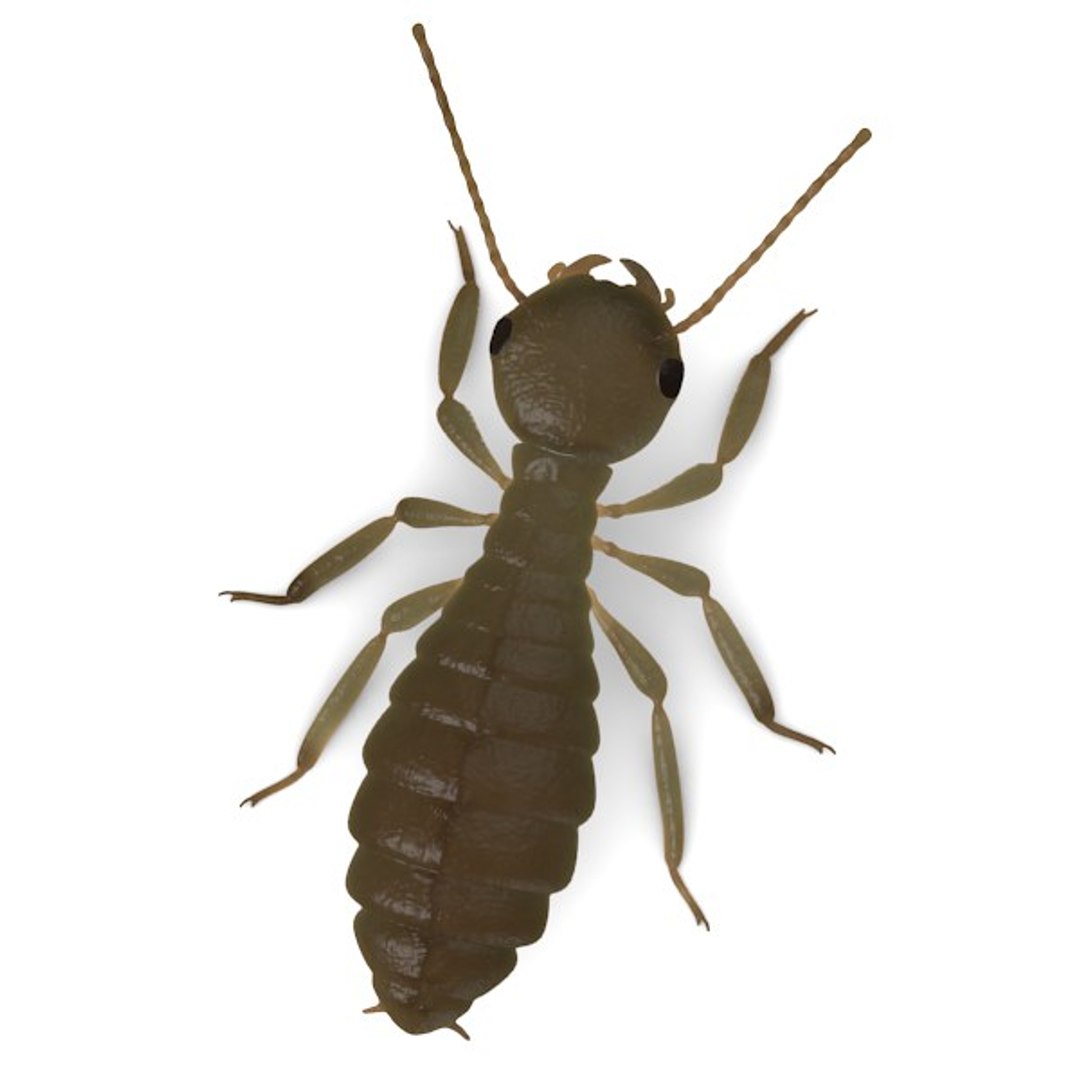 3d model of termite
