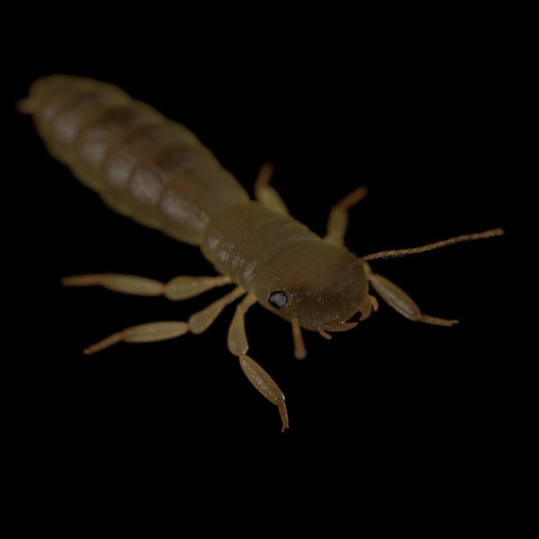 3d Model Of Termite