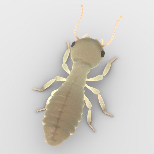 3d model of termite