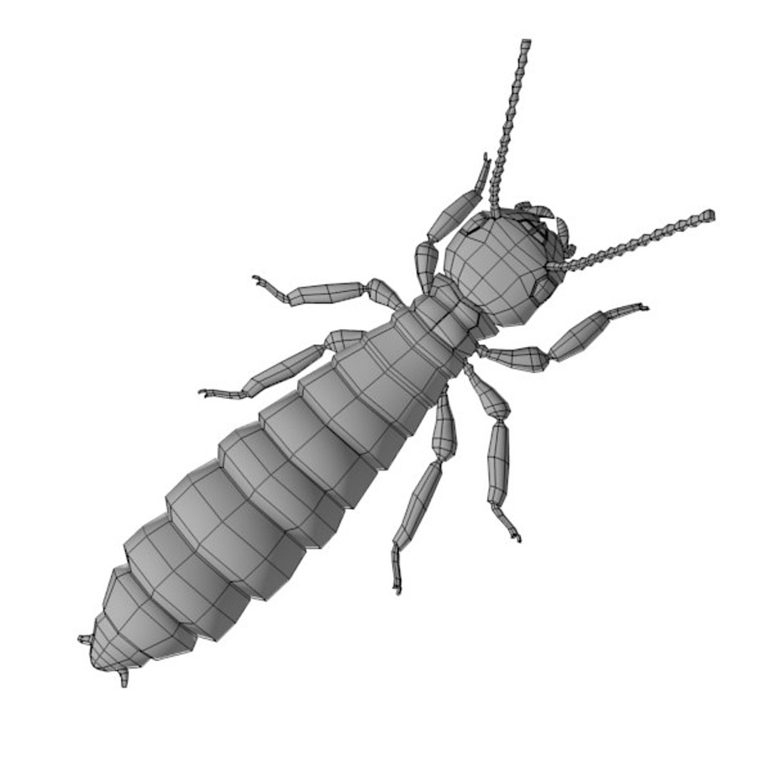 3d Model Of Termite