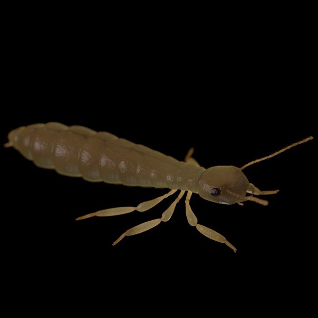3d Model Of Termite