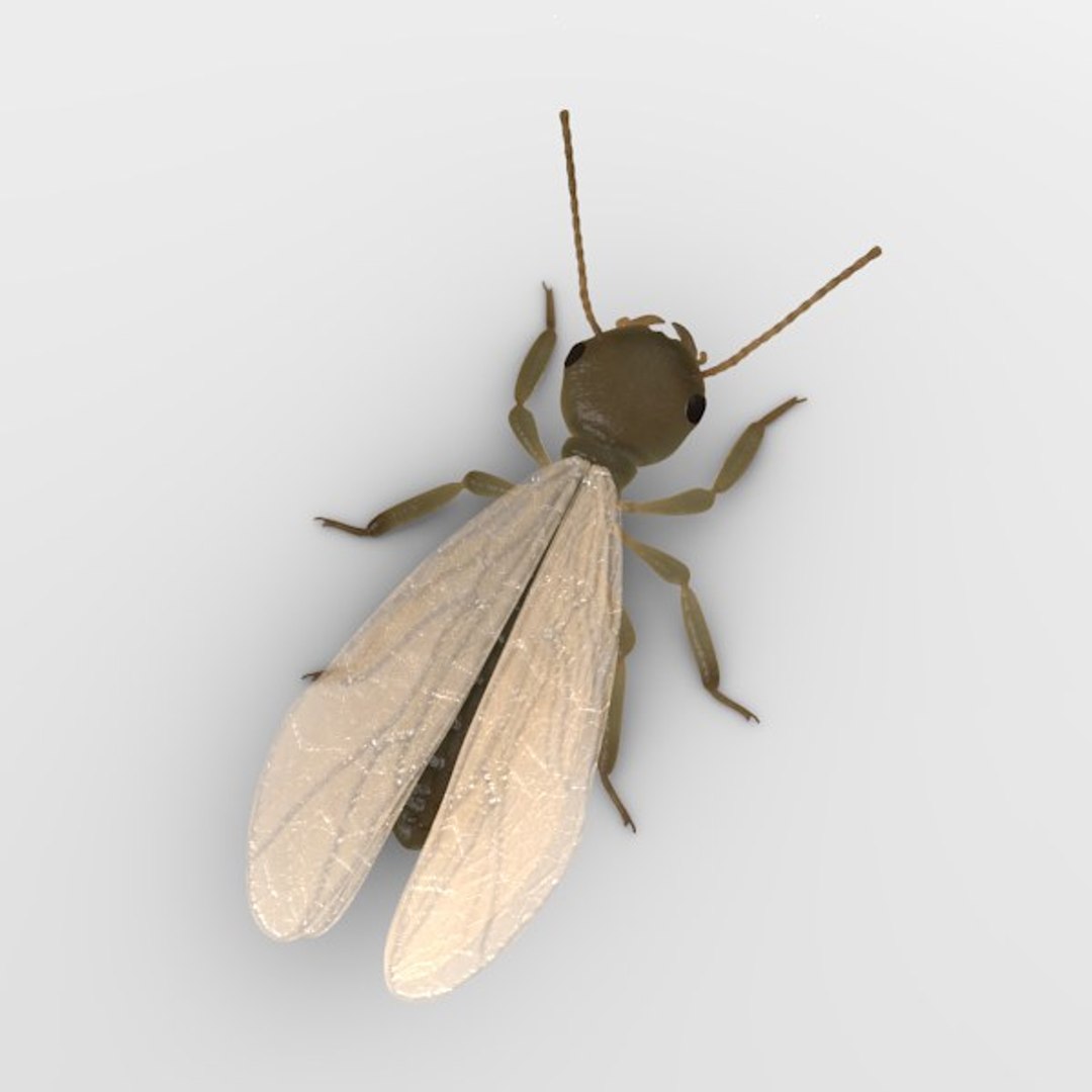 3d Model Of Termite