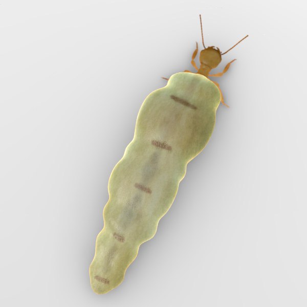 3d model of termite