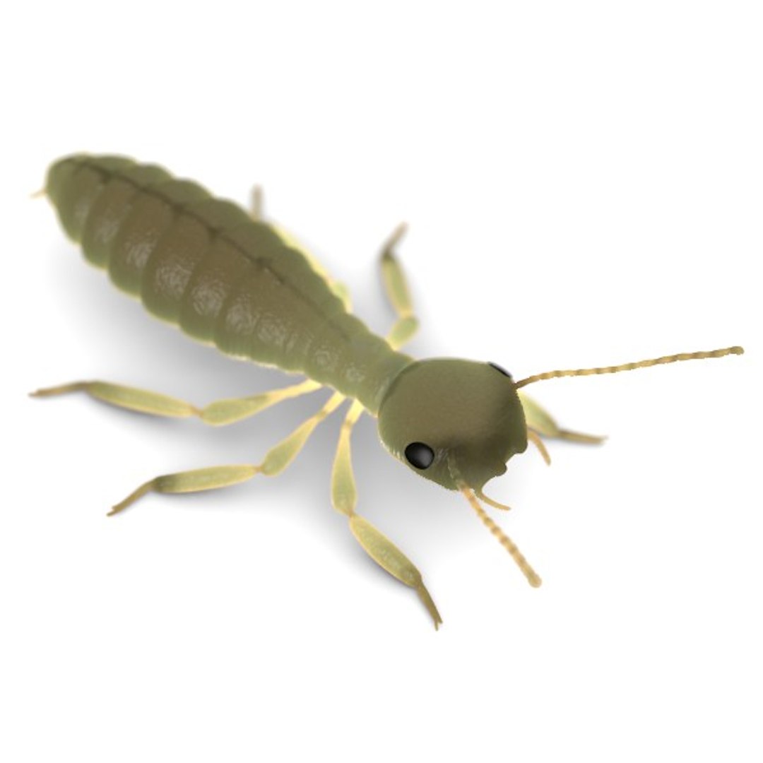 3d Model Of Termite