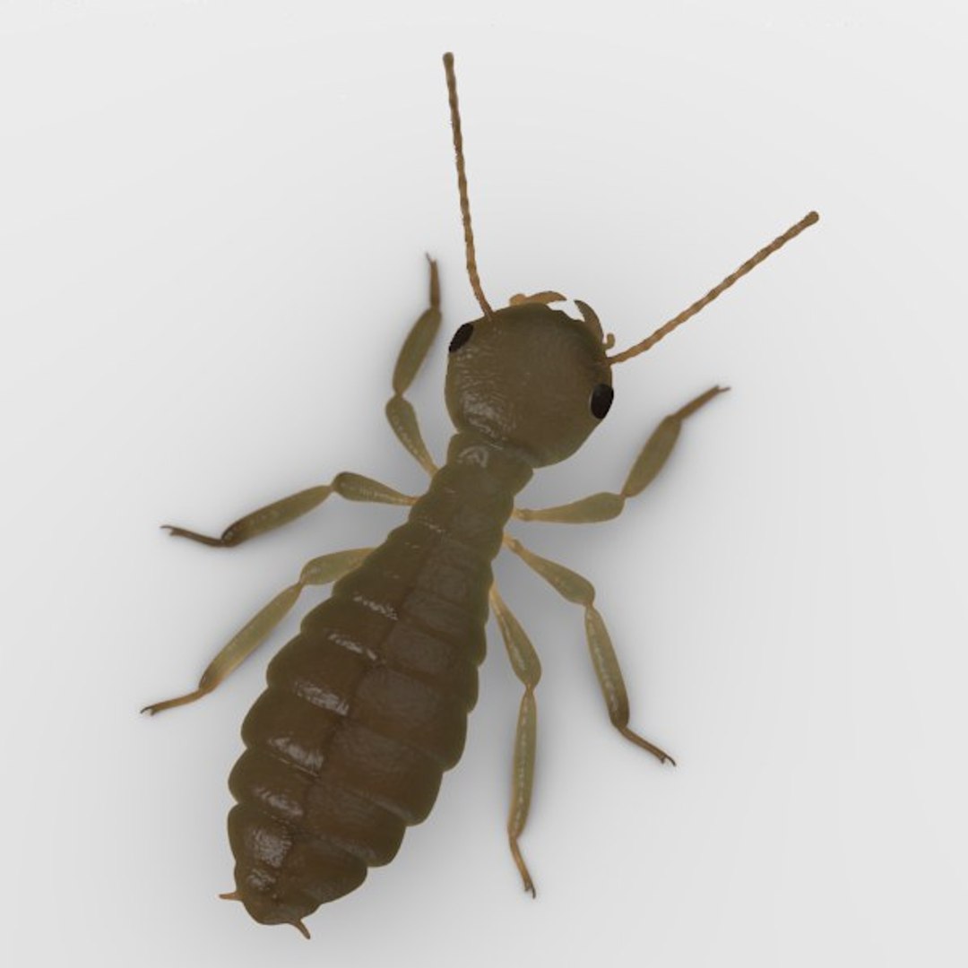 3d model of termite