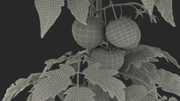 3D model red tomato plant grown - TurboSquid 1521645