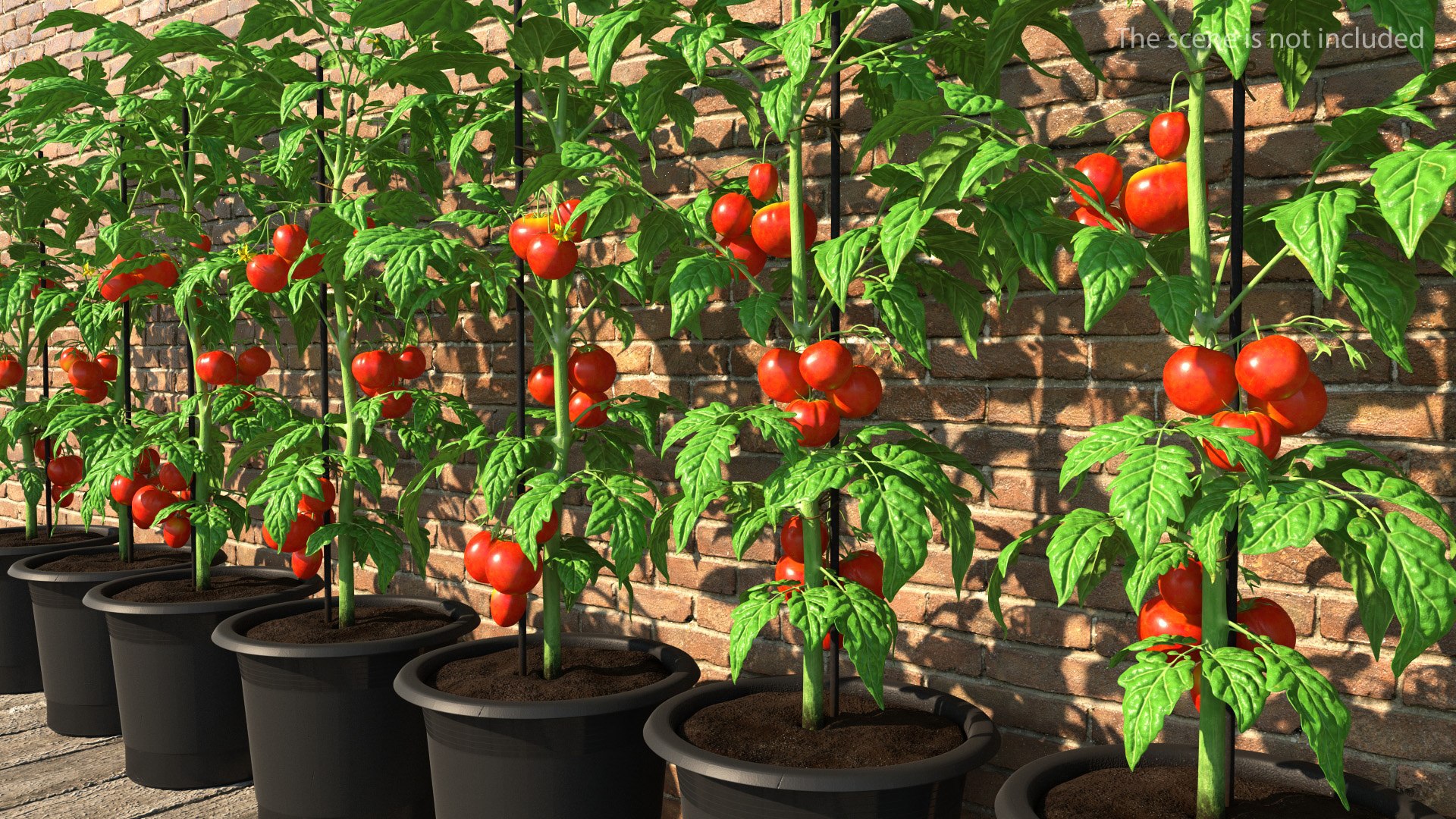 3D Model Red Tomato Plant Grown - TurboSquid 1521645