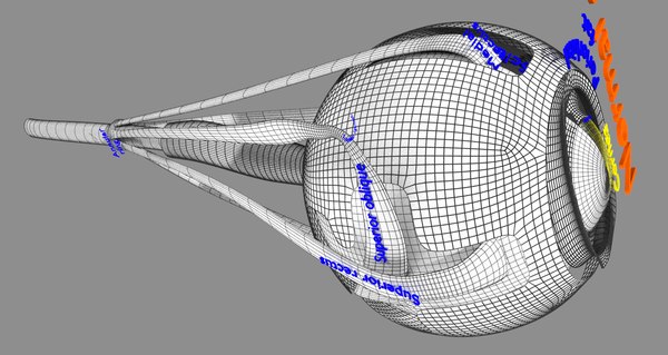 Retinal detachment types eye 3D model - TurboSquid 1774876