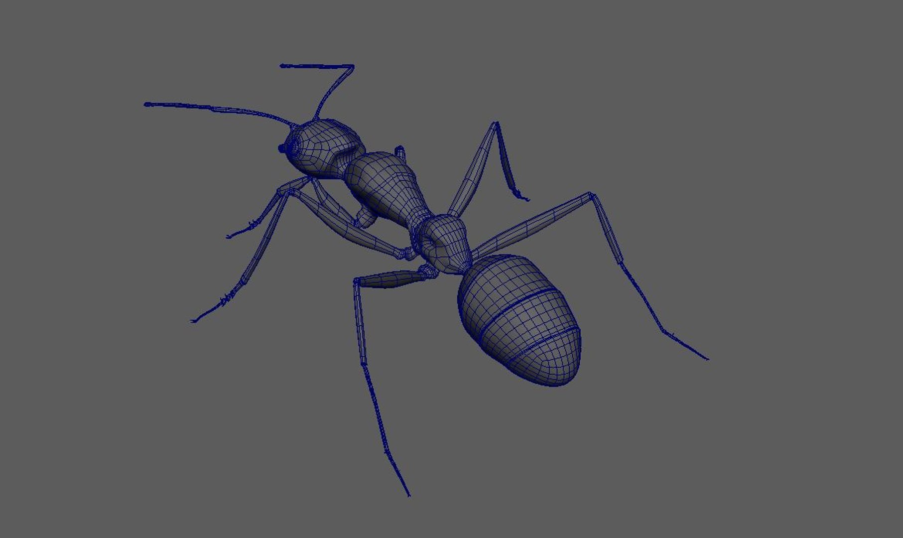 3D Ant Rigged - TurboSquid 1404187