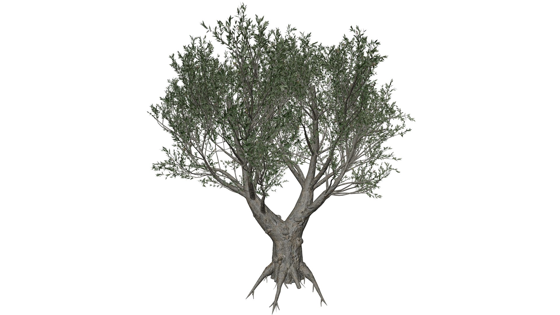 African Olive Tree 3D Model - TurboSquid 2374248