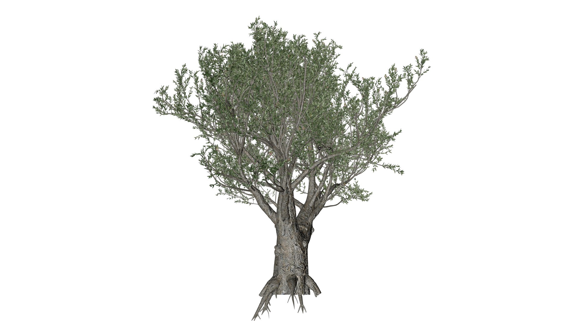 African Olive Tree 3D Model - TurboSquid 2374248