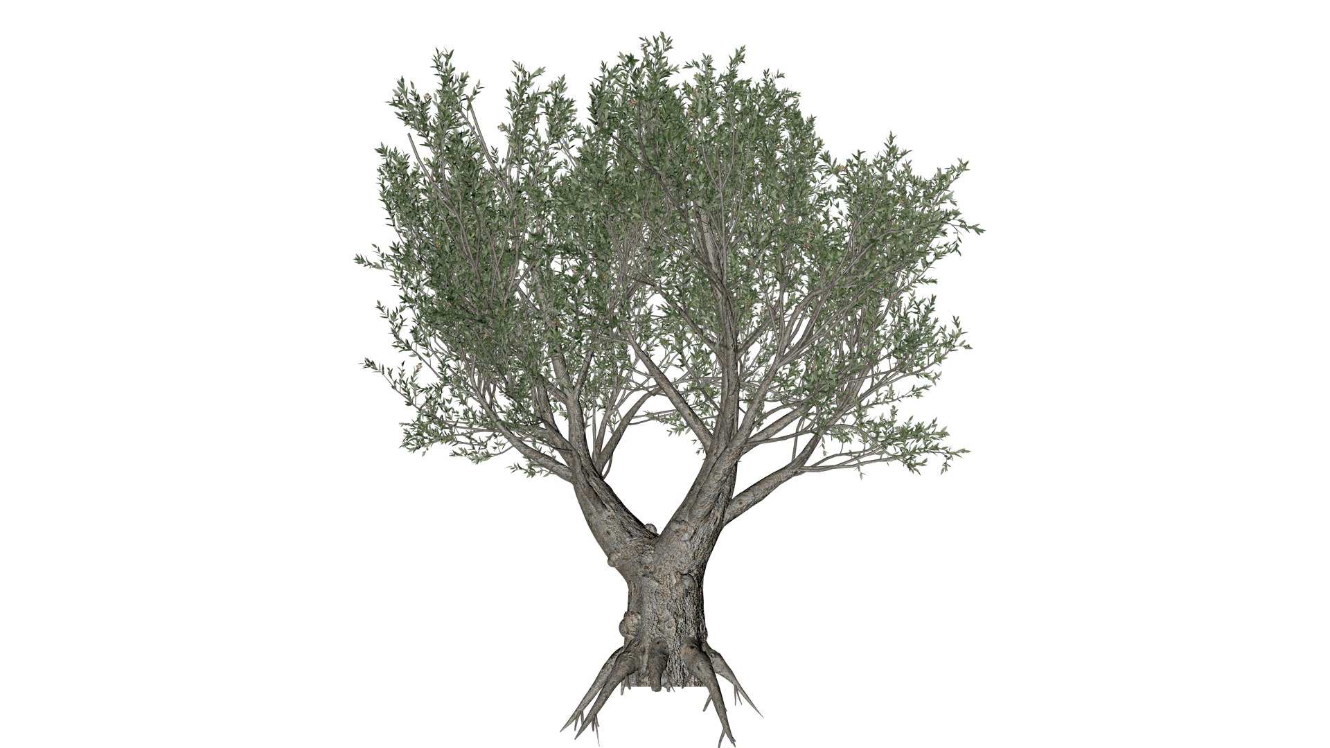 African Olive Tree 3D Model - TurboSquid 2374248