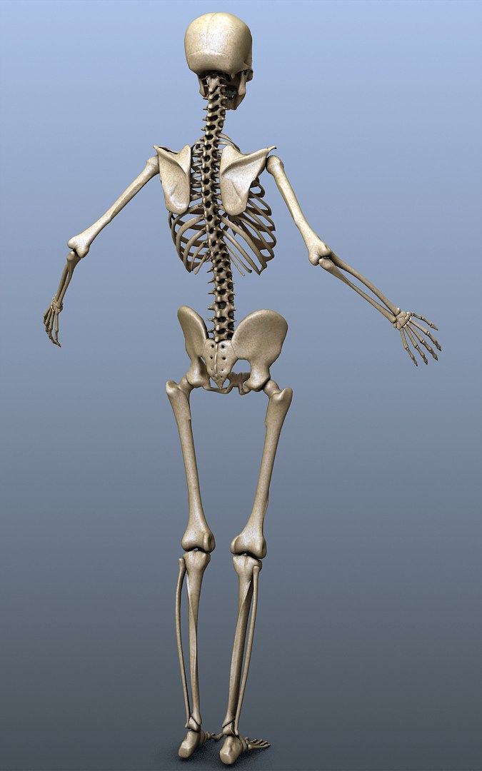 3d Rigged Human Skeleton