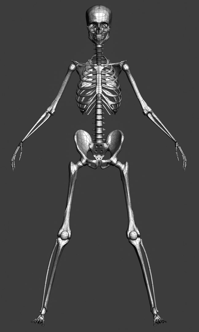 3d Rigged Human Skeleton