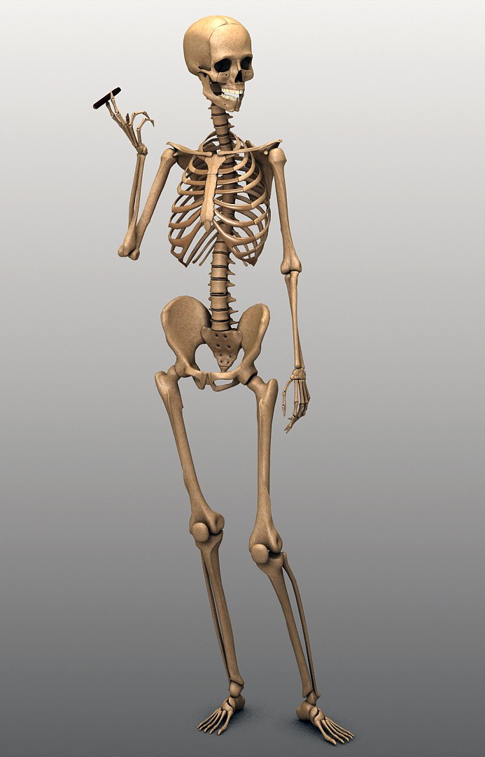 3d Rigged Human Skeleton
