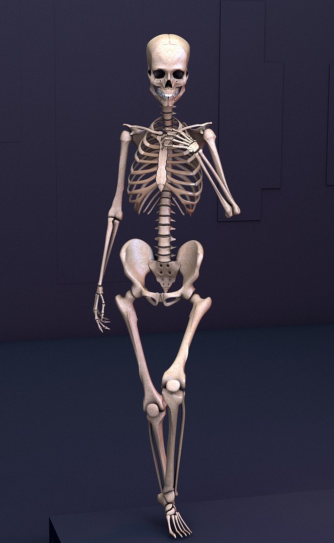 3d Rigged Human Skeleton
