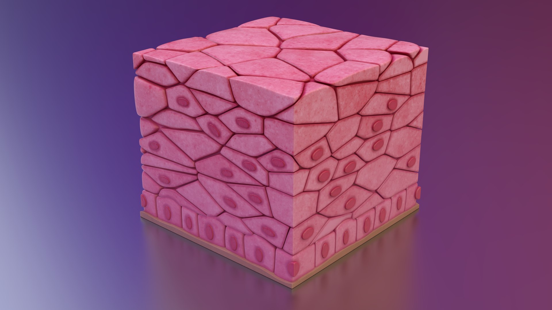 3D Model Skin Cells Collection - TurboSquid 2240863