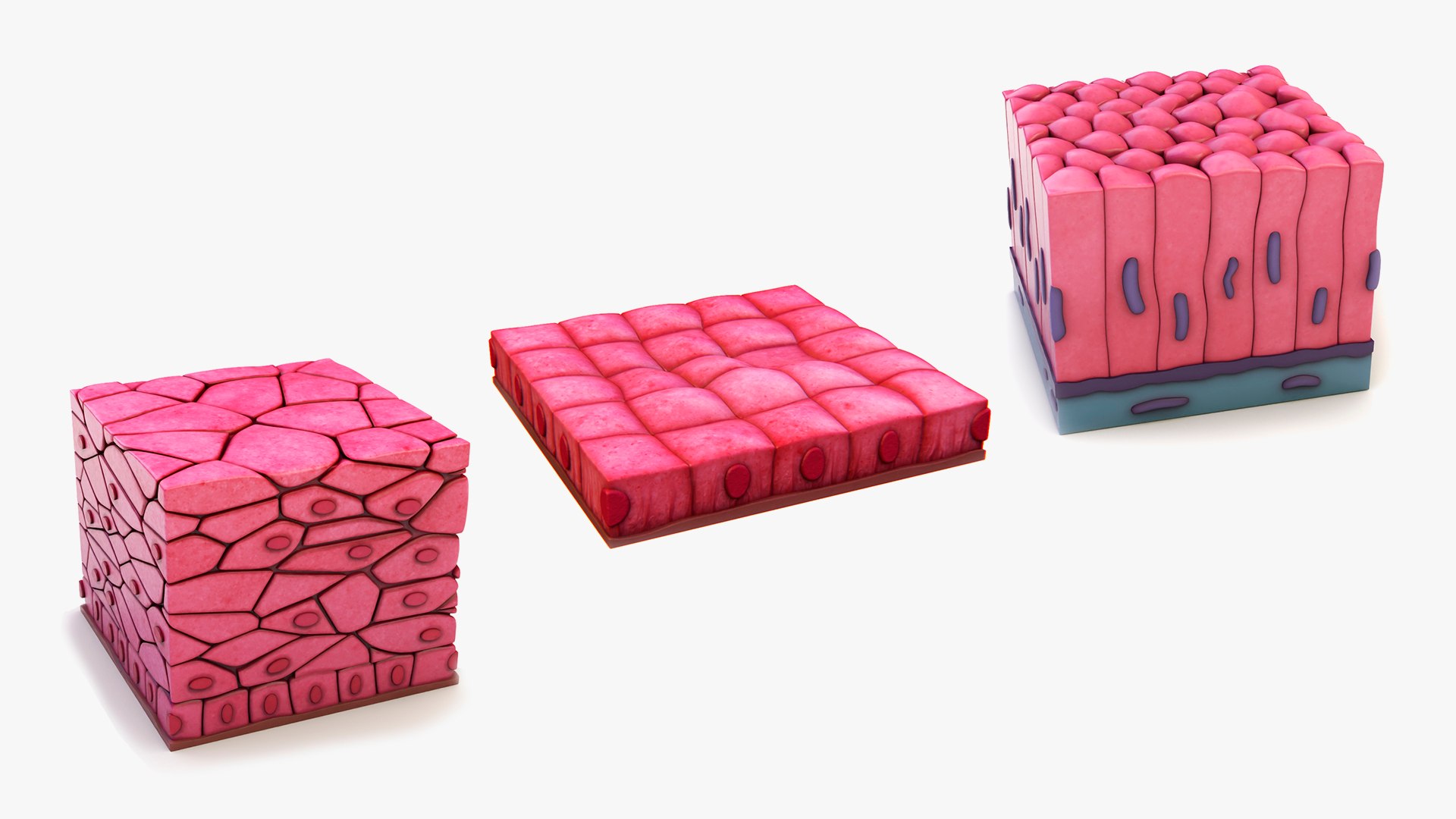 3D Model Skin Cells Collection - TurboSquid 2240863