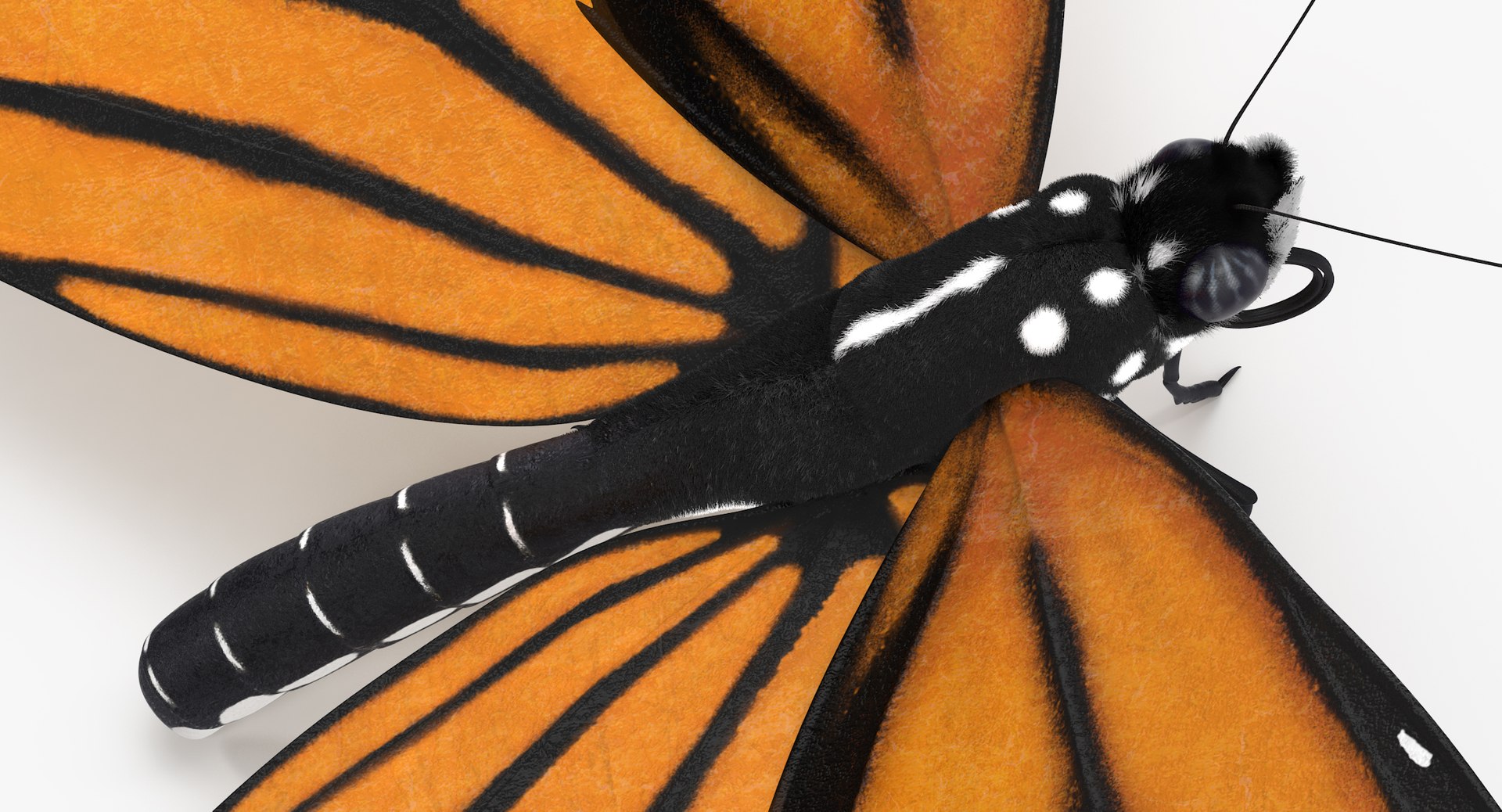 max monarch butterfly poses flying