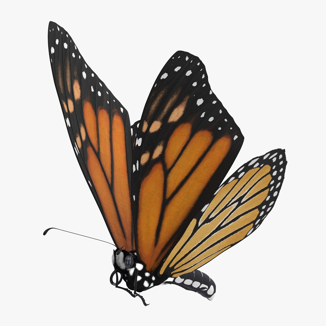 max monarch butterfly poses flying