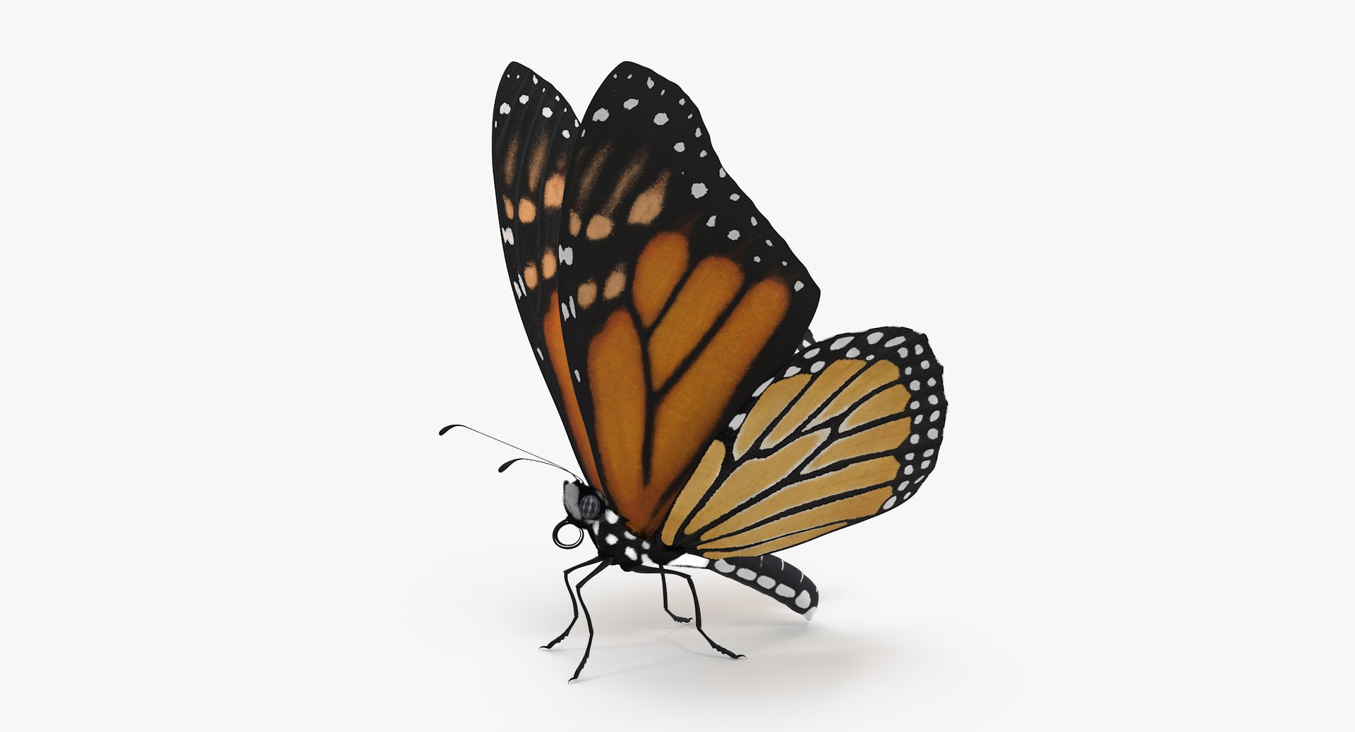 max monarch butterfly poses flying