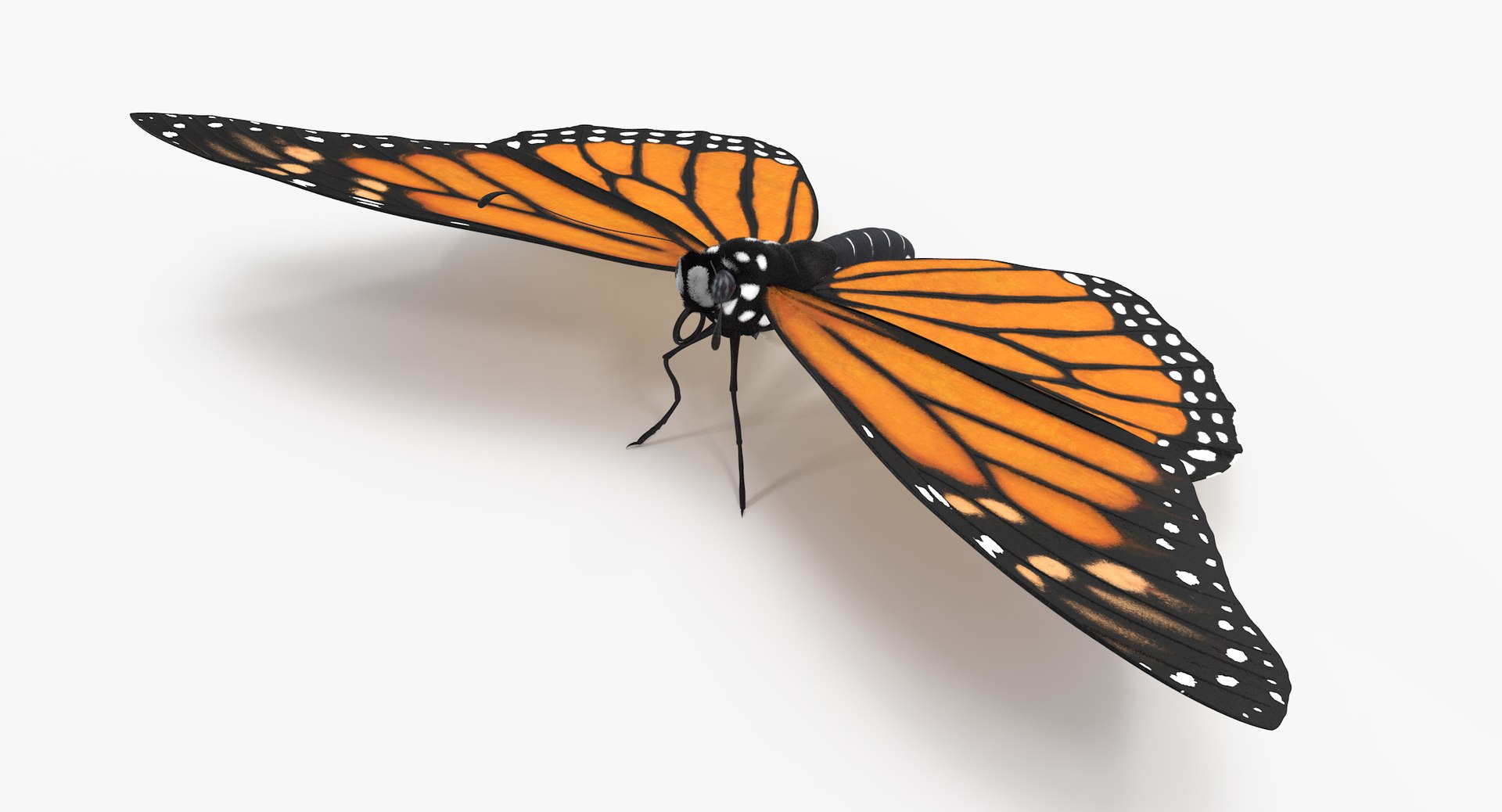 max monarch butterfly poses flying