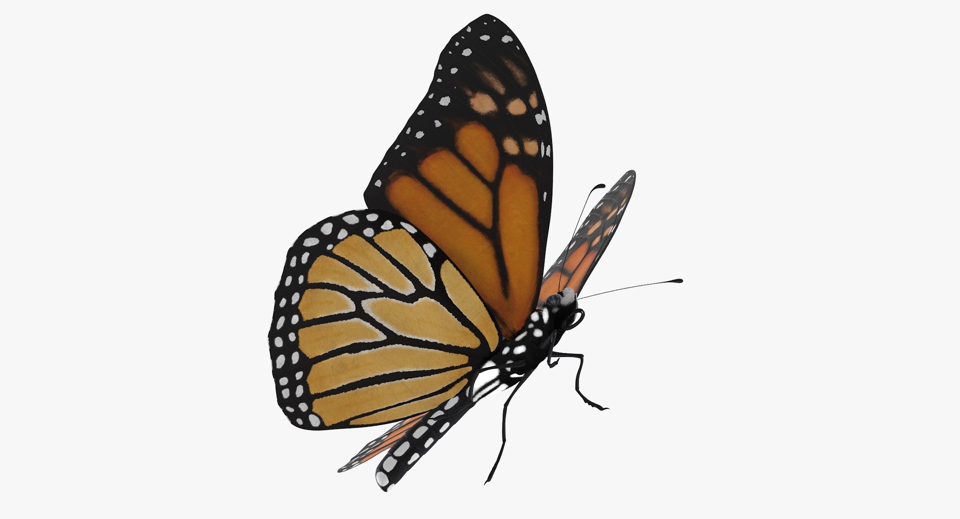 max monarch butterfly poses flying