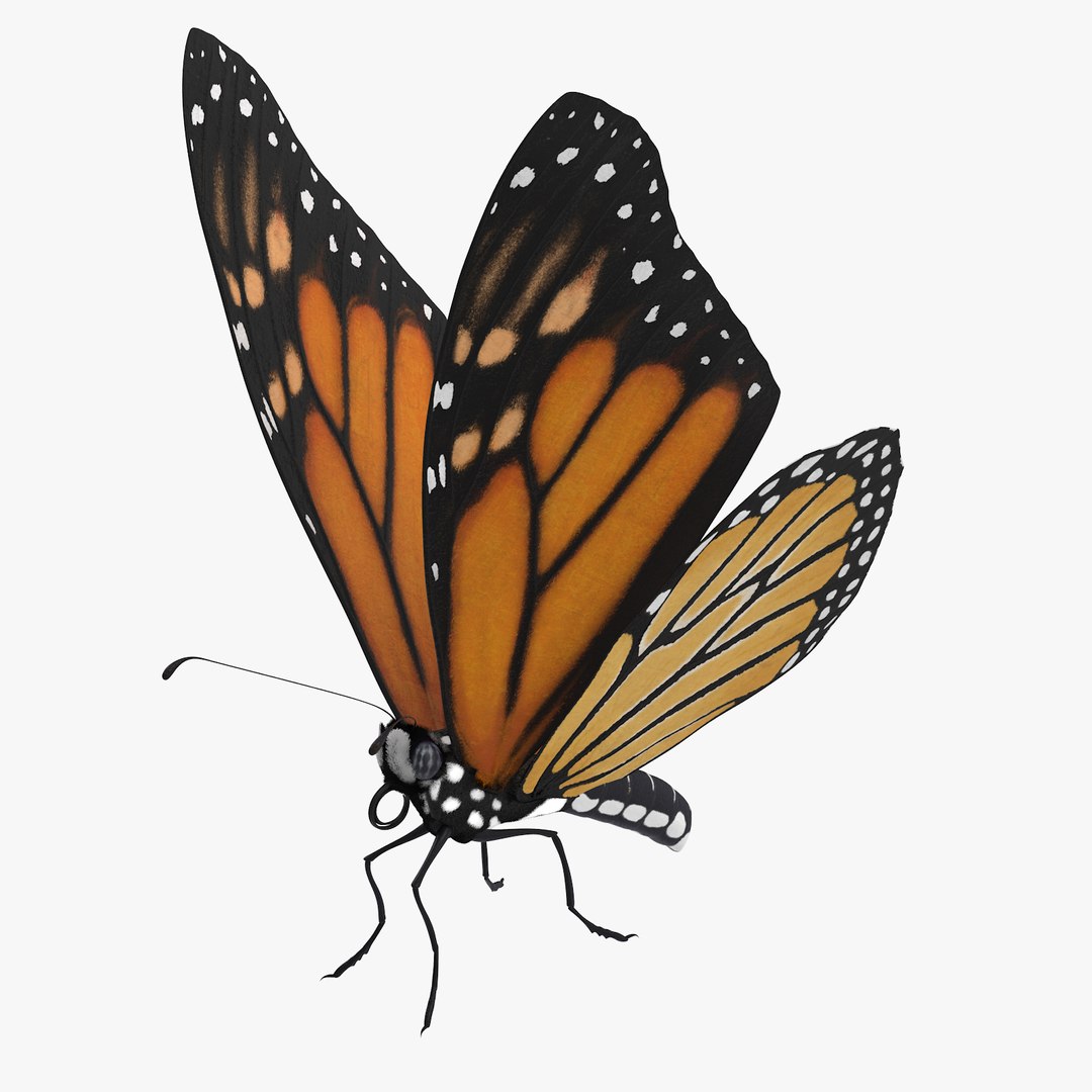 max monarch butterfly poses flying