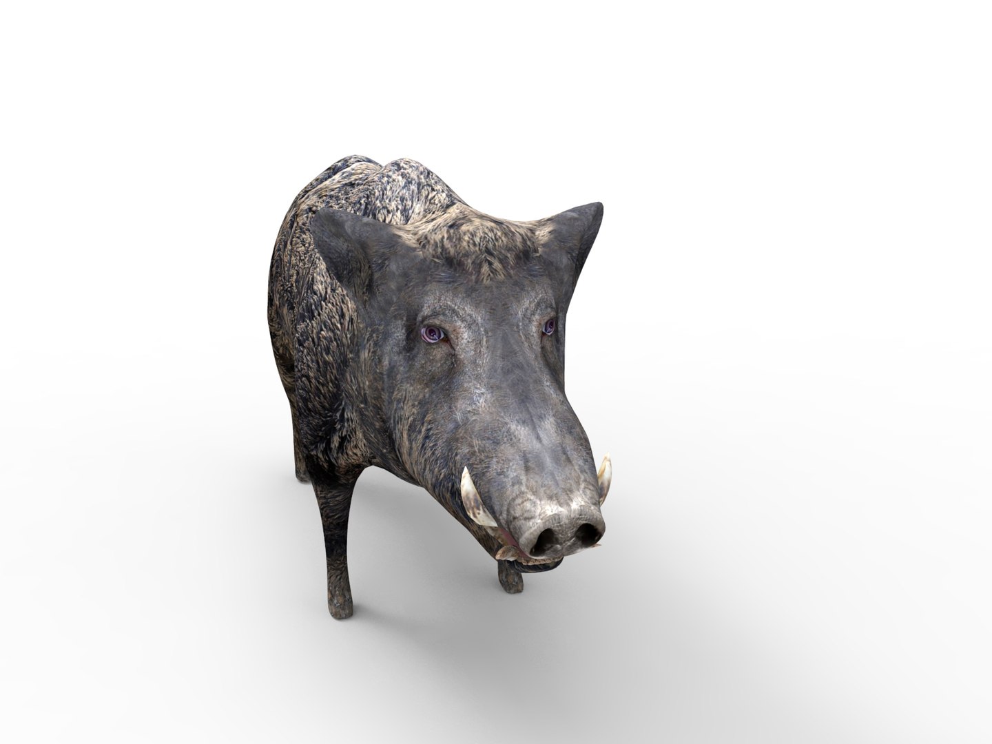 3D Model Wild Boar Rigged Animation - TurboSquid 1253208