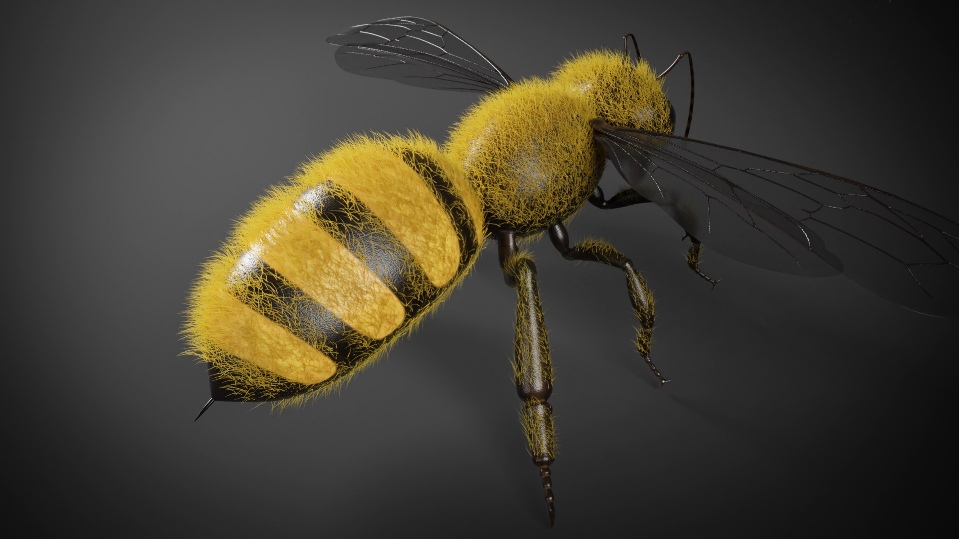 Honey Bee Insect Wings 3D Model - TurboSquid 1622834