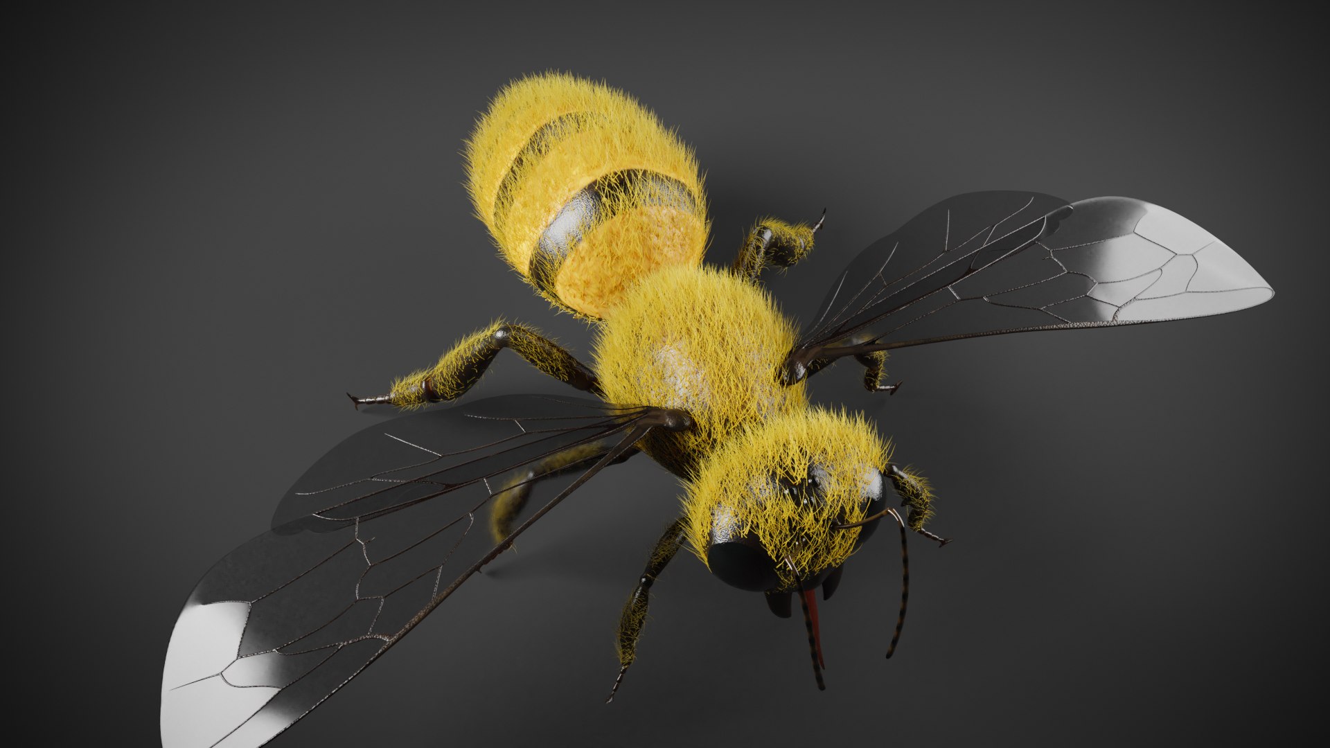 Honey Bee Insect Wings 3D Model - TurboSquid 1622834