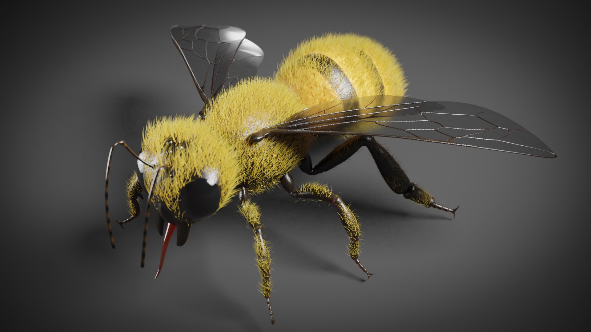 Honey Bee Insect Wings 3D Model - TurboSquid 1622834