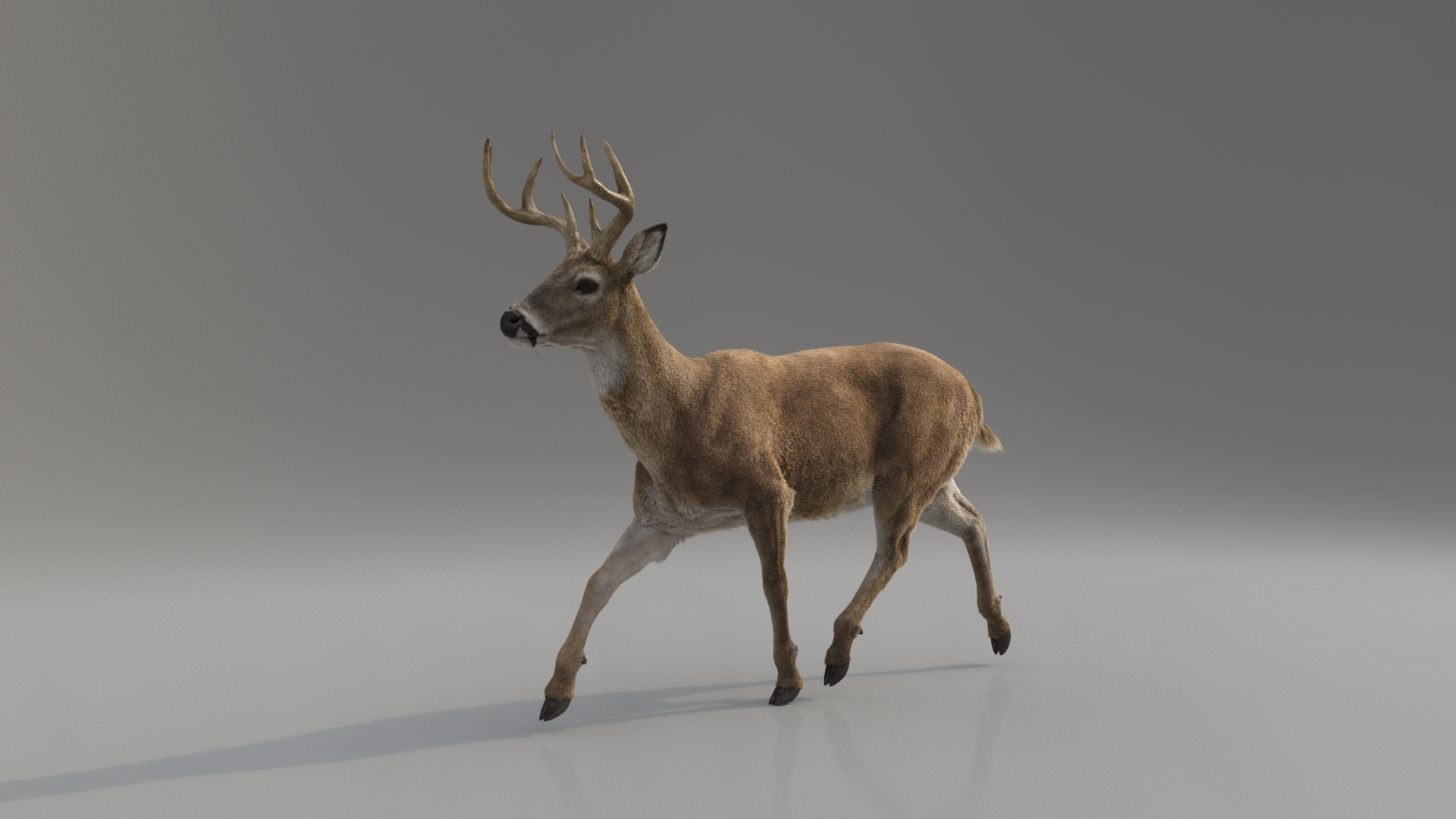3D Deer ANIMATED Model - TurboSquid 2048113