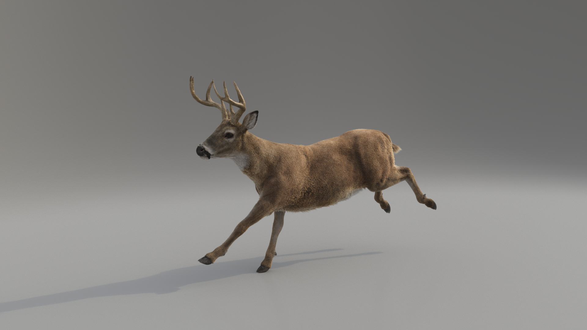 3D Deer ANIMATED Model - TurboSquid 2048113