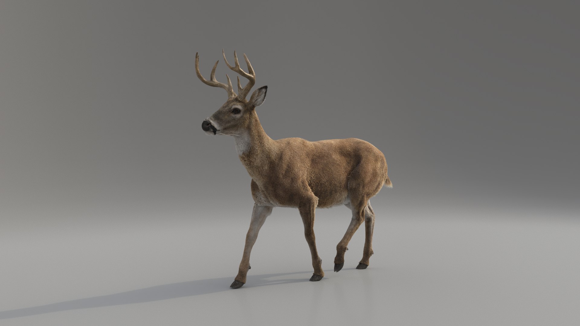 3D Deer ANIMATED Model - TurboSquid 2048113