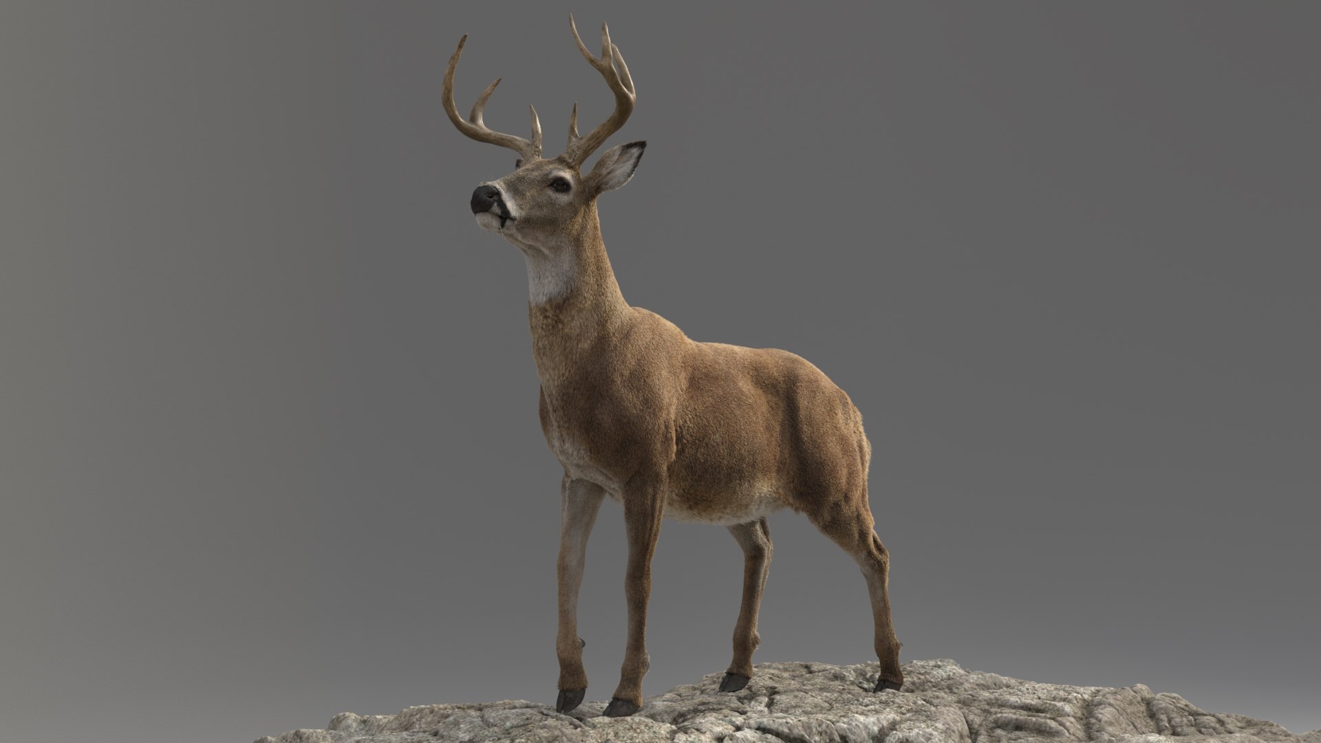 3D Deer ANIMATED Model - TurboSquid 2048113