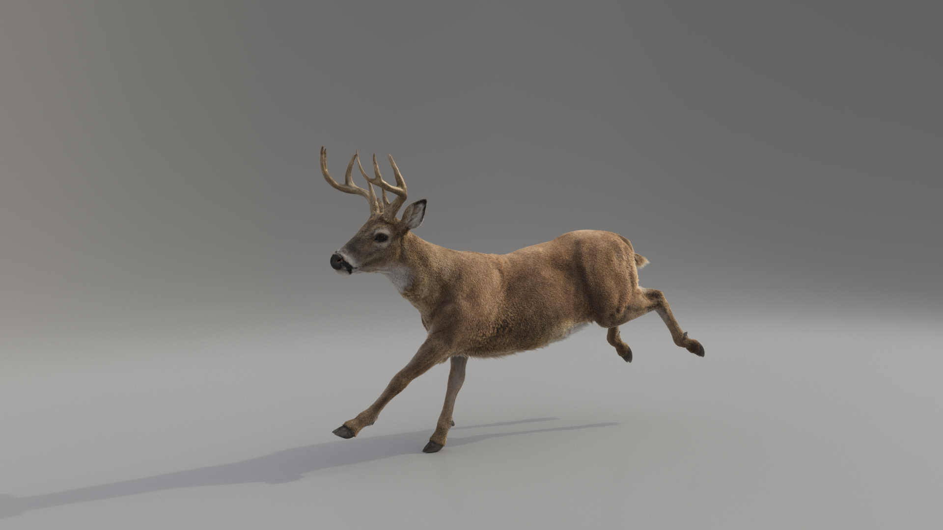 3D Deer ANIMATED Model - TurboSquid 2048113